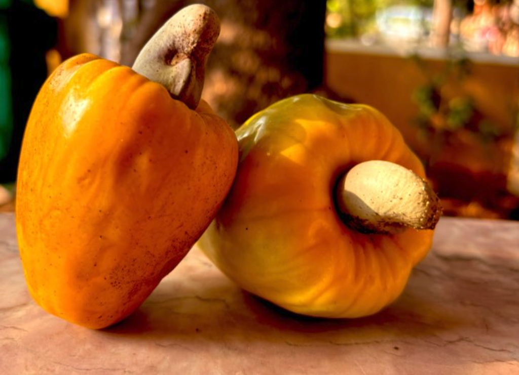 Best Place To Buy Cashews in Goa | Roasted Goa Cashew Nuts